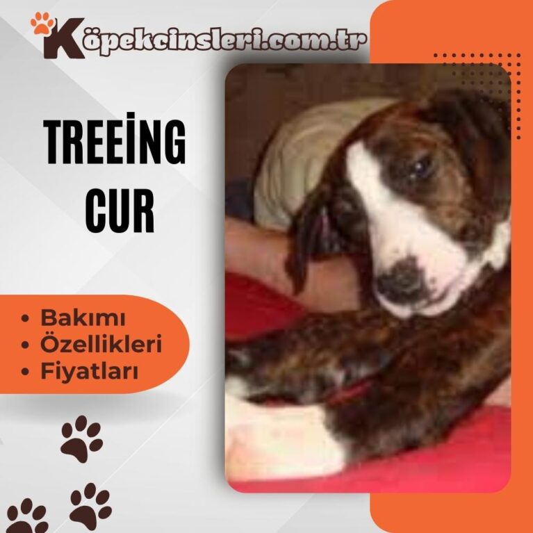 Treeing Cur Köpek Özellikleri, Bakımı ve Fiyatları