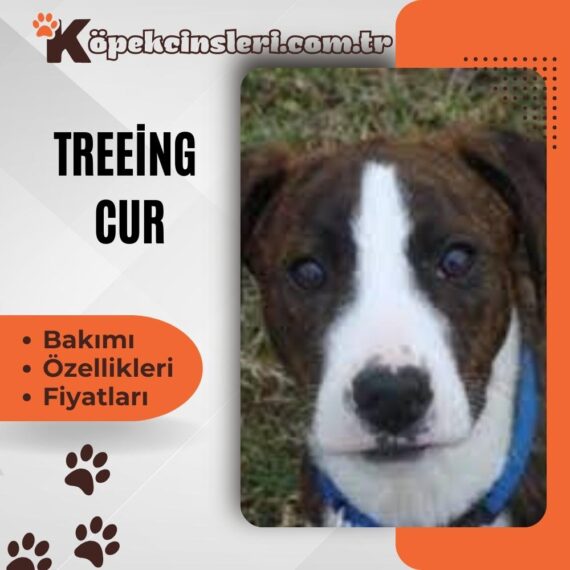 Treeing Cur Köpek Özellikleri, Bakımı ve Fiyatları