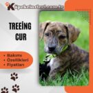 Treeing Cur Köpek Özellikleri, Bakımı ve Fiyatları