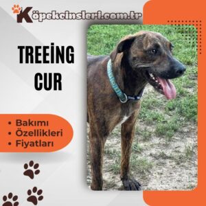 Treeing Cur Köpek Özellikleri, Bakımı ve Fiyatları