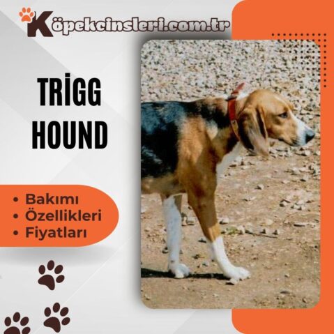 Trigg Hound Özellikleri, Bakımı ve Fiyatları