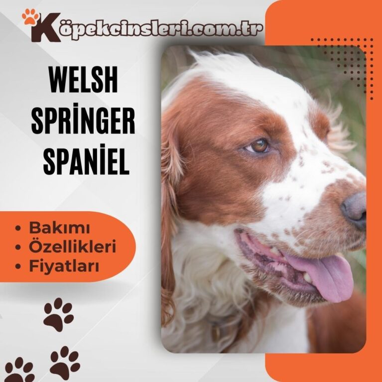Welsh Springer Spaniel Özellikleri, Bakımı ve Fiyatları