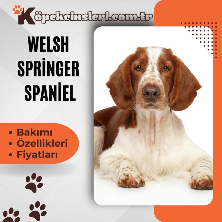 Welsh Springer Spaniel Özellikleri, Bakımı ve Fiyatları