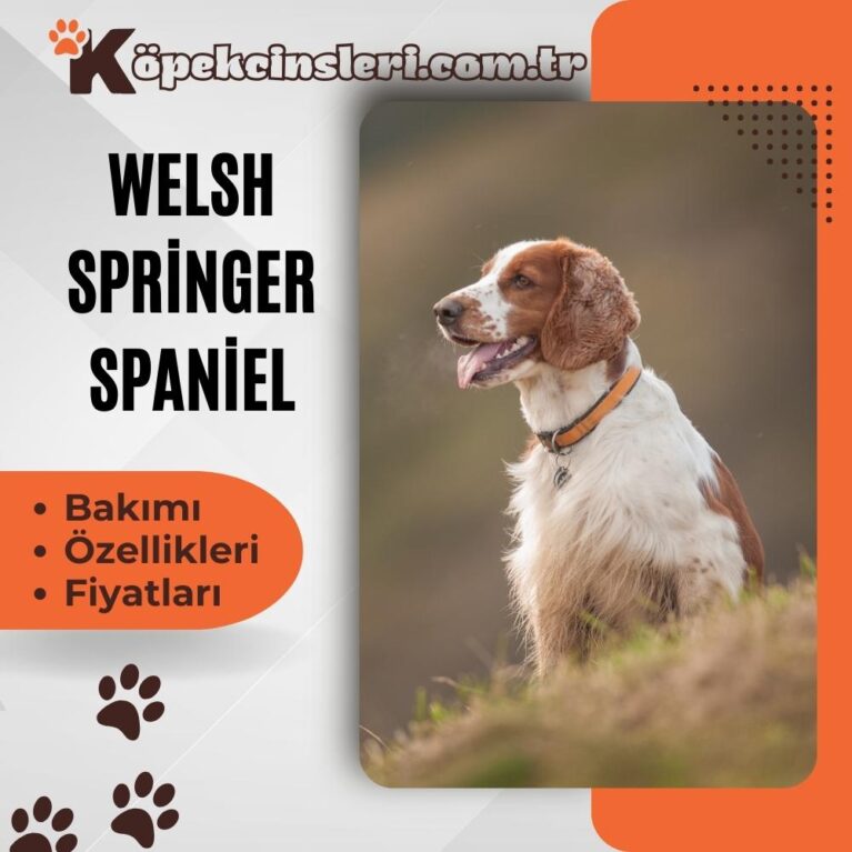Welsh Springer Spaniel Özellikleri, Bakımı ve Fiyatları