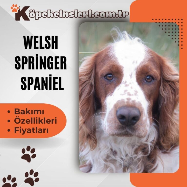 Welsh Springer Spaniel Özellikleri, Bakımı ve Fiyatları