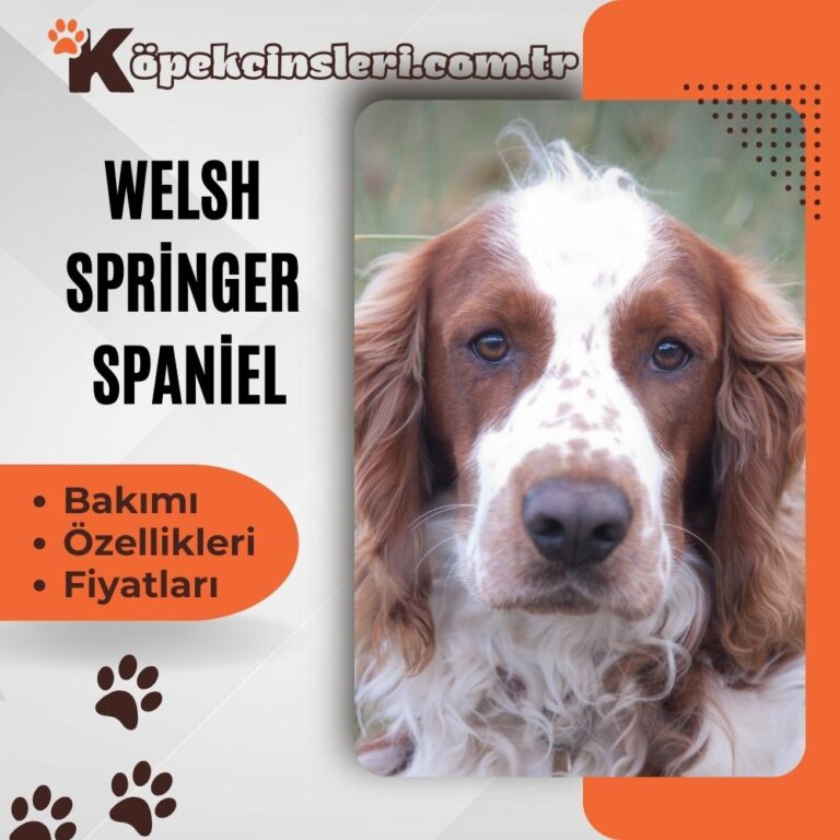 Welsh Springer Spaniel Özellikleri, Bakımı ve Fiyatları