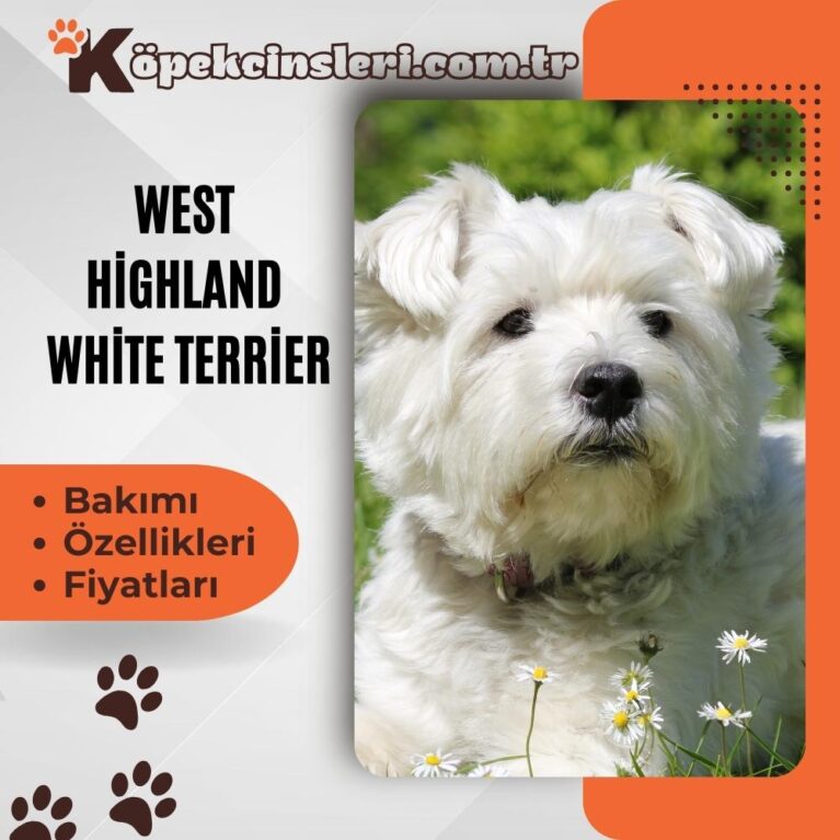 West Highland White Terrier Özellikleri, Bakımı ve Fiyatları