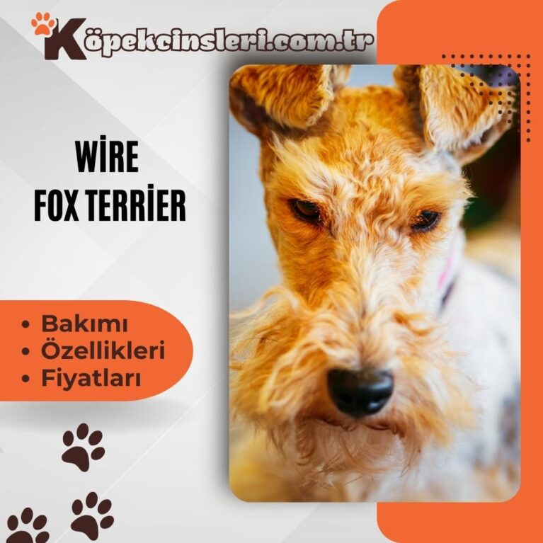 Wire Fox Terrier Özellikleri, Bakımı ve Fiyatları