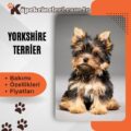 Yorkshire Terrier Özellikleri, Bakımı ve Fiyatları
