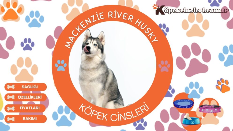 Mackenzie River Husky Özellikleri, Bakımı ve Fiyatları