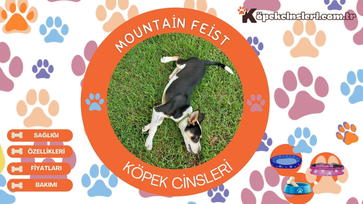 Mountain Feist Özellikleri, Bakımı ve Fiyatları