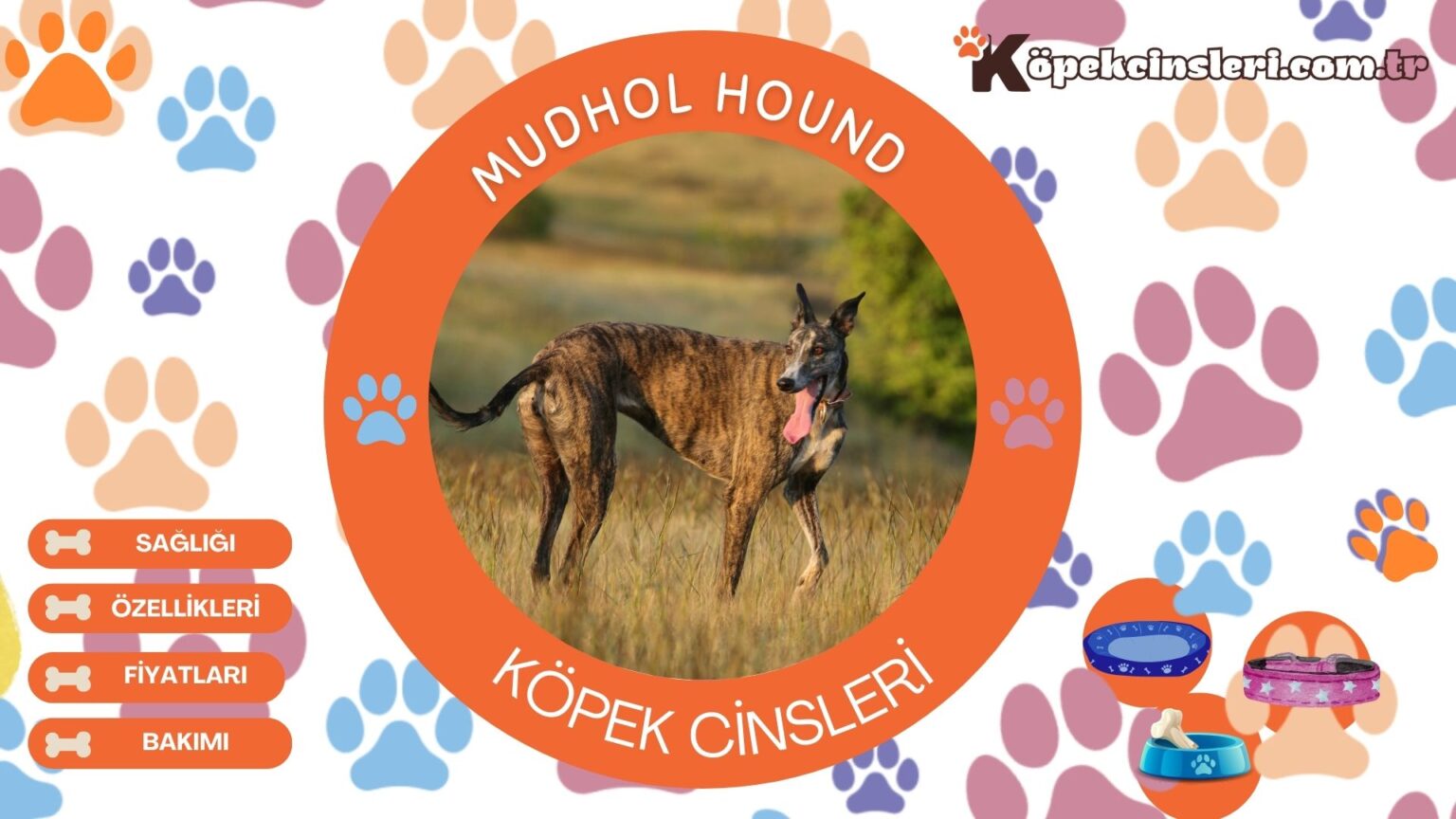 Mudhol Hound Özellikleri, Bakımı ve Fiyatları