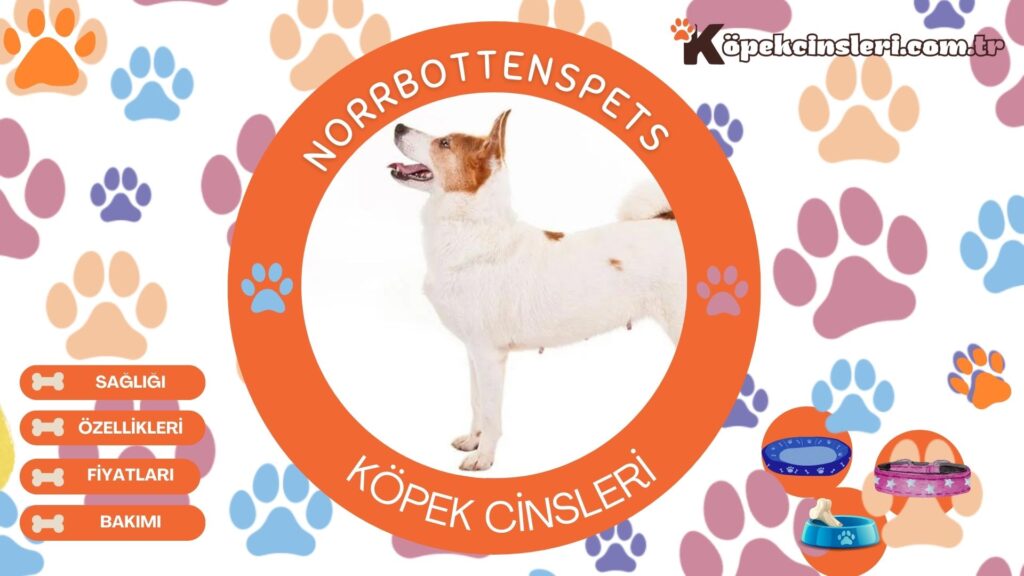 Norrbottenspets Özellikleri, Bakımı ve Fiyatları