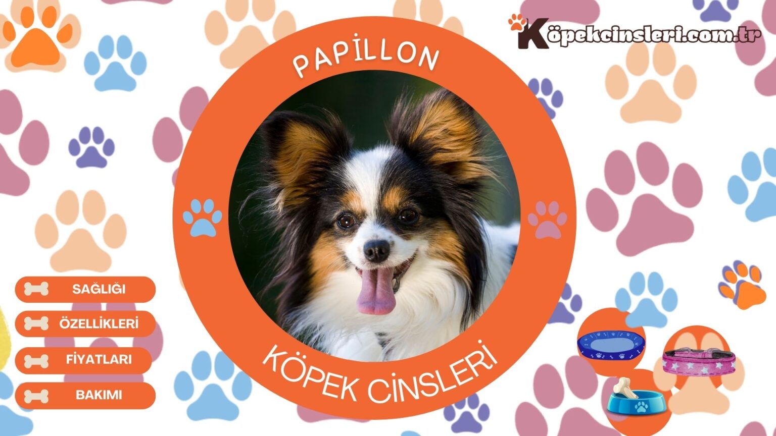Papillon Özellikleri, Bakımı ve Fiyatları