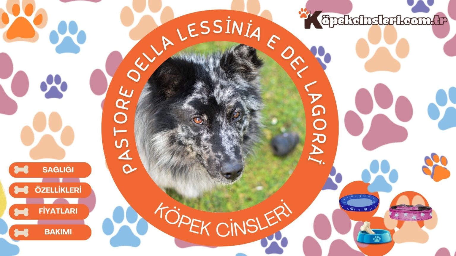 Pastore Della Lessinia E Del Lagorai Özellikleri, Bakımı ve Fiyatları