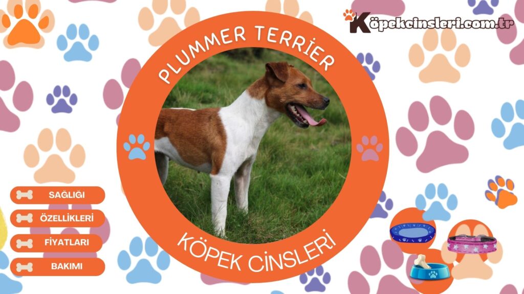 Plummer Terrier Özellikleri, Bakımı ve Fiyatları