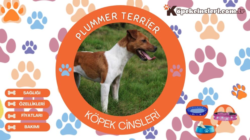 Plummer Terrier Özellikleri, Bakımı ve Fiyatları