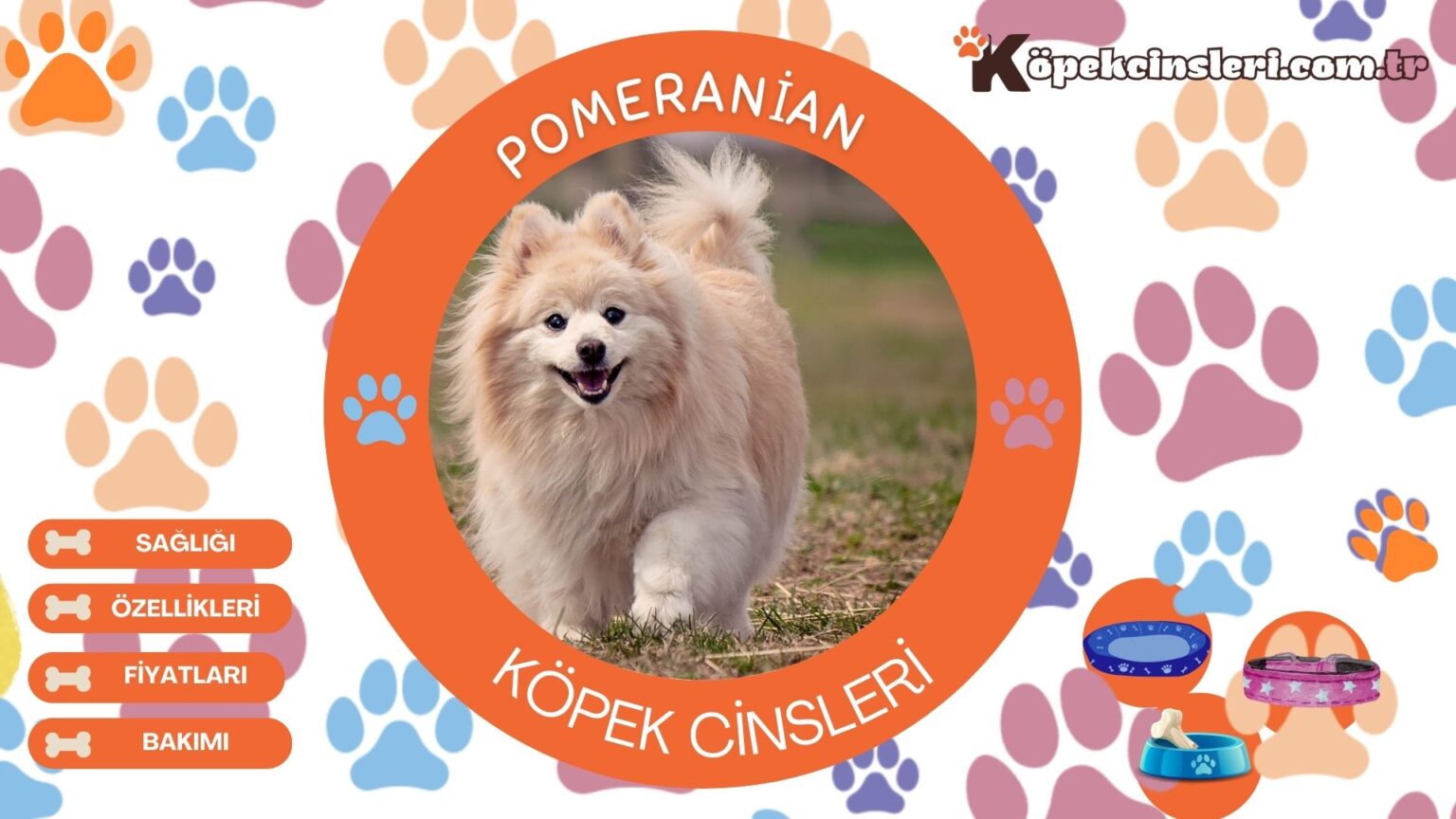 Pomeranian Özellikleri, Bakımı ve Fiyatları