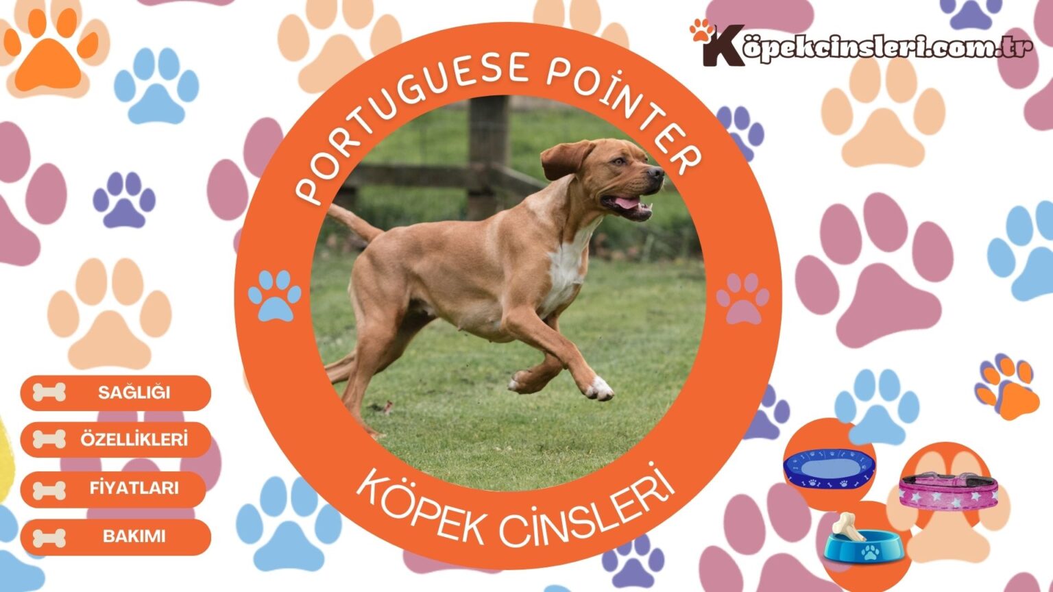 Portuguese Pointer Özellikleri, Bakımı ve Fiyatları