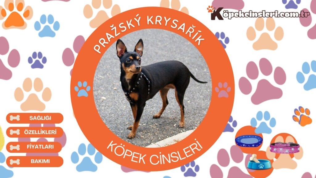 Pražský Krysařík Özellikleri, Bakımı ve Fiyatları