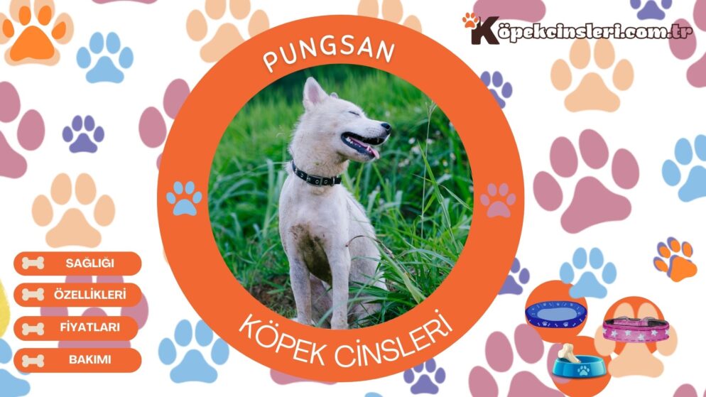 Pungsan Özellikleri, Bakımı ve Fiyatları