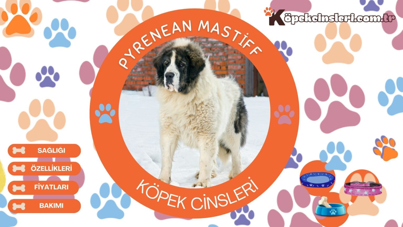 Pyrenean Mastiff Özellikleri, Bakımı ve Fiyatları