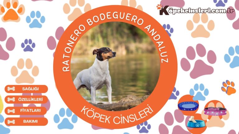 Ratonero Bodeguero Andaluz Özellikleri, Bakımı ve Fiyatları