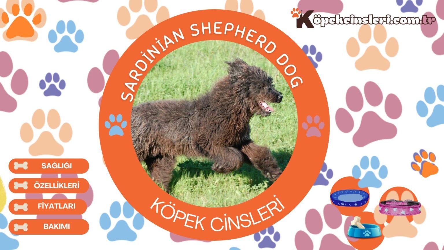 Sardinian Shepherd Dog Özellikleri, Bakımı ve Fiyatları