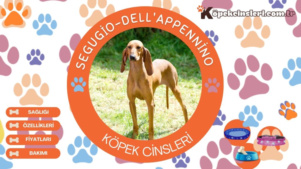 Segugio Dell'appennino Özellikleri, Bakımı ve Fiyatları
