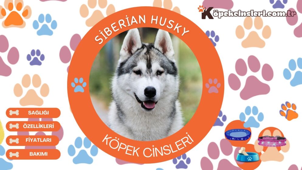 Siberian Husky Özellikleri, Bakımı ve Fiyatları