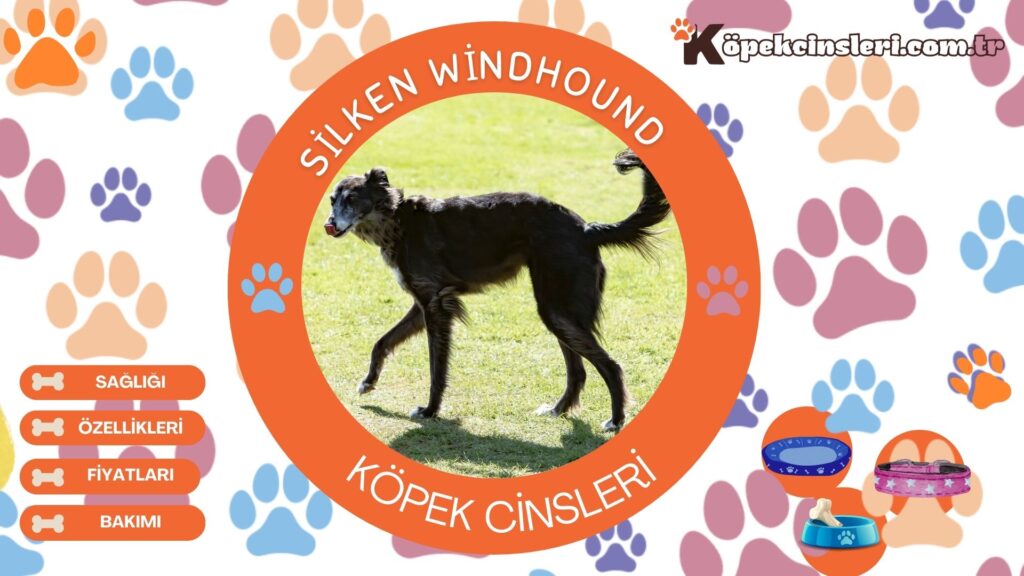 Silken Windhound Özellikleri, Bakımı ve Fiyatları