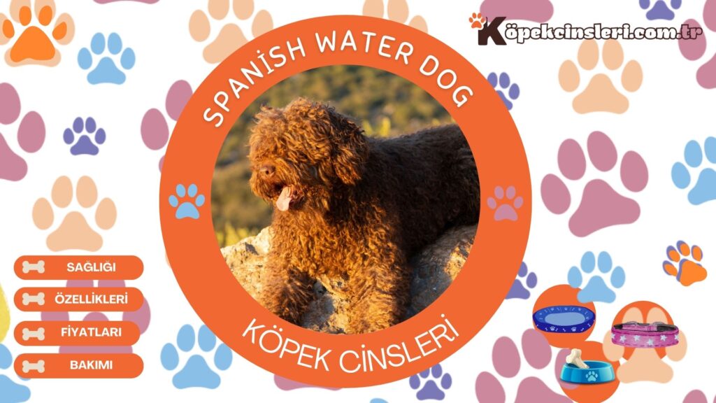 Spanish Water Dog Özellikleri, Bakımı ve Fiyatları