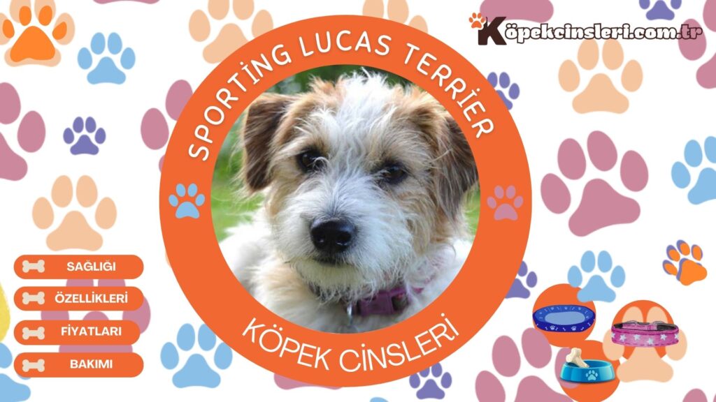 Sporting Lucas Terrier Köpek Özellikleri, Bakımı ve Fiyatları