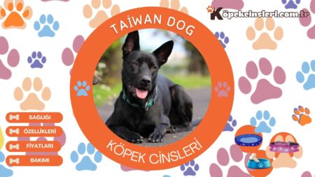 Taiwan Dog Özellikleri, Bakımı ve Fiyatları