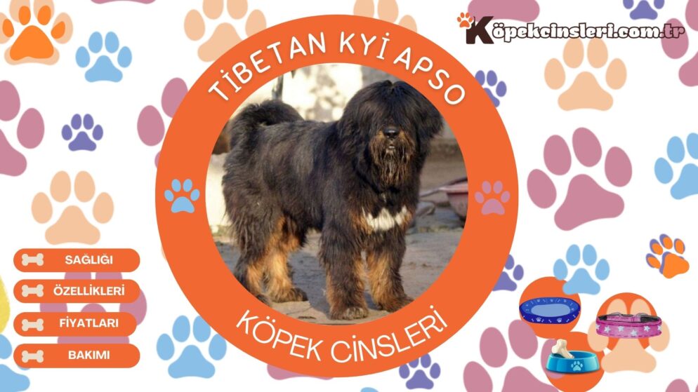 Tibetan Kyi Apso Özellikleri, Bakımı ve Fiyatları