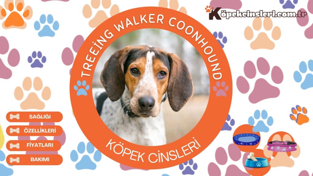 Treeing Walker Coonhound Özellikleri, Bakımı ve Fiyatları