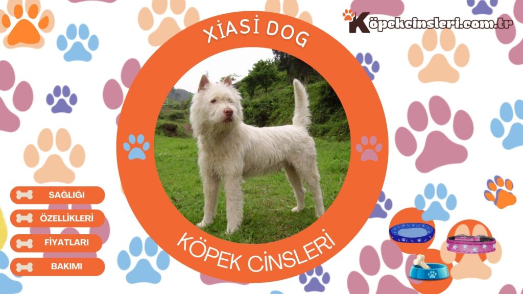 Xiasi Köpeği Özellikleri, Bakımı ve Fiyatları