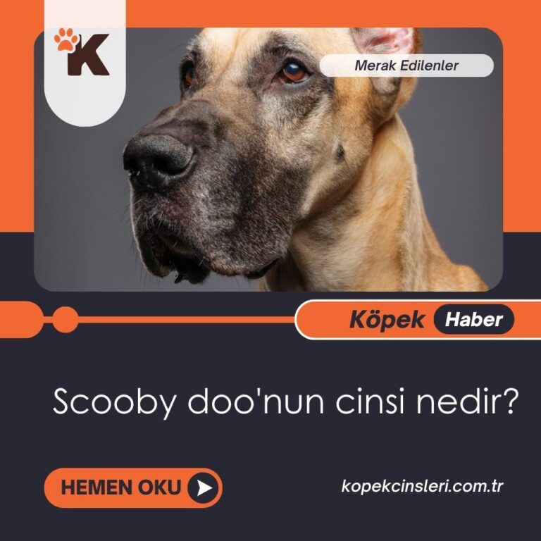 Scooby Doo'nun cinsi nedir? - Köpek Cinsleri | Köpek Cinsleri Fiyatları